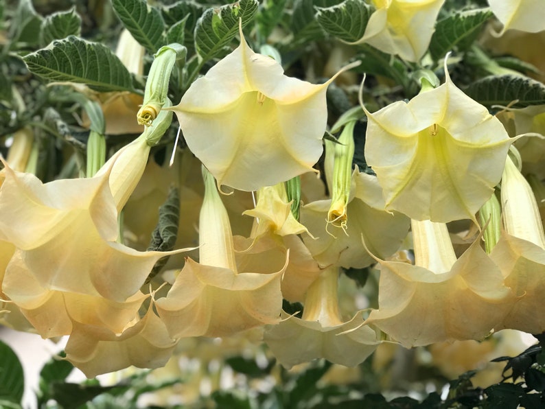 Variegated Brugmansia Angel's Trumpet Unrooted Plant - Etsy