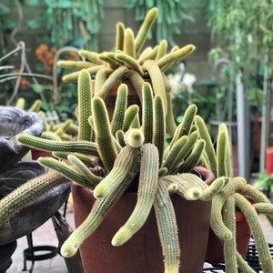 Cleistocactus Tarantula Cactus Cleistocactus Winteri, Golden Rat Tail ...