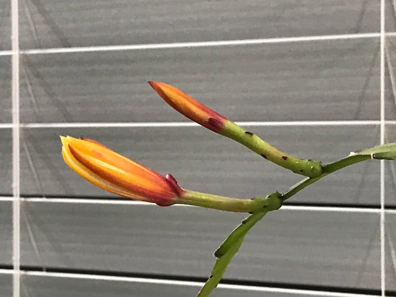 Disocactus Macranthus Golden Orchid Cactus Unrooted Succulent Plant ...