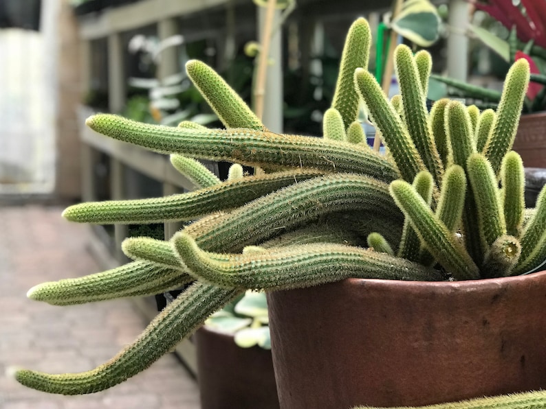 Cleistocactus Tarantula Cactus Cleistocactus Winteri Golden - Etsy