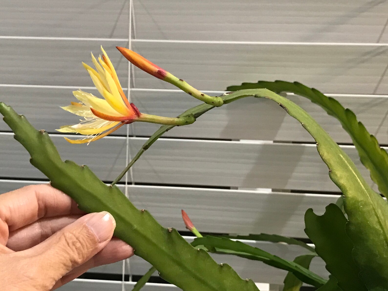 Disocactus Macranthus Golden Orchid Cactus Unrooted Succulent Plant ...