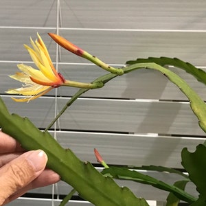 Disocactus Macranthus Golden Orchid Cactus Unrooted Succulent Plant ...