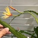 Disocactus Macranthus Golden Orchid Cactus Unrooted Succulent Plant ...