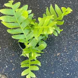 Selenicereus Chrysocardium Fern Leaf Sharktooth Cactus Unrooted Plant ...