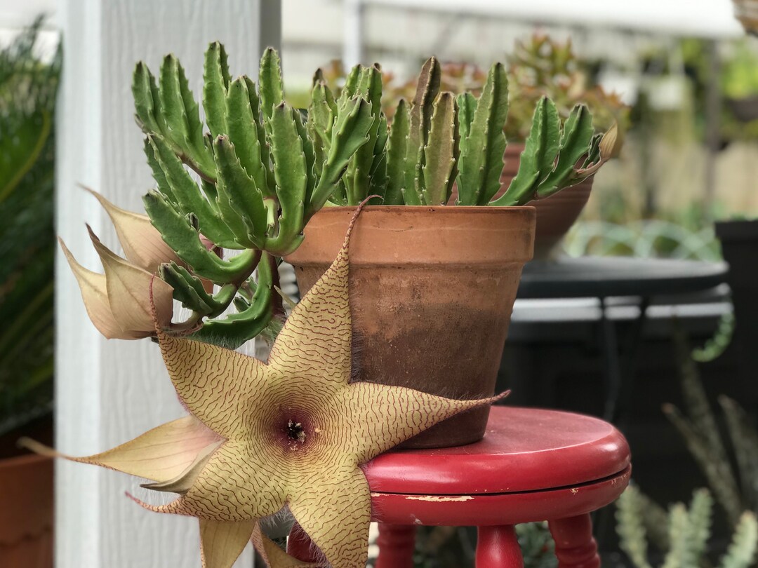 Stapelia Gigantea, Giant Toad Plant, Giant Zulu, Star Fish Flower ...