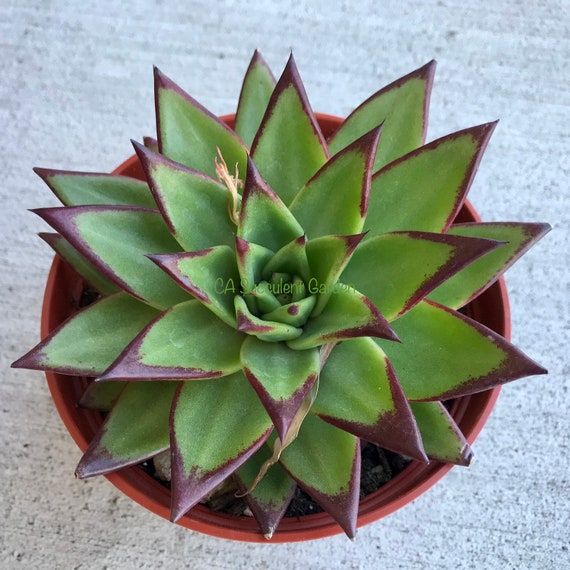 Succulents & Cacti Home & Living Live Rooted Succulent Echeveria Agavoides Miranda etna.com.pe