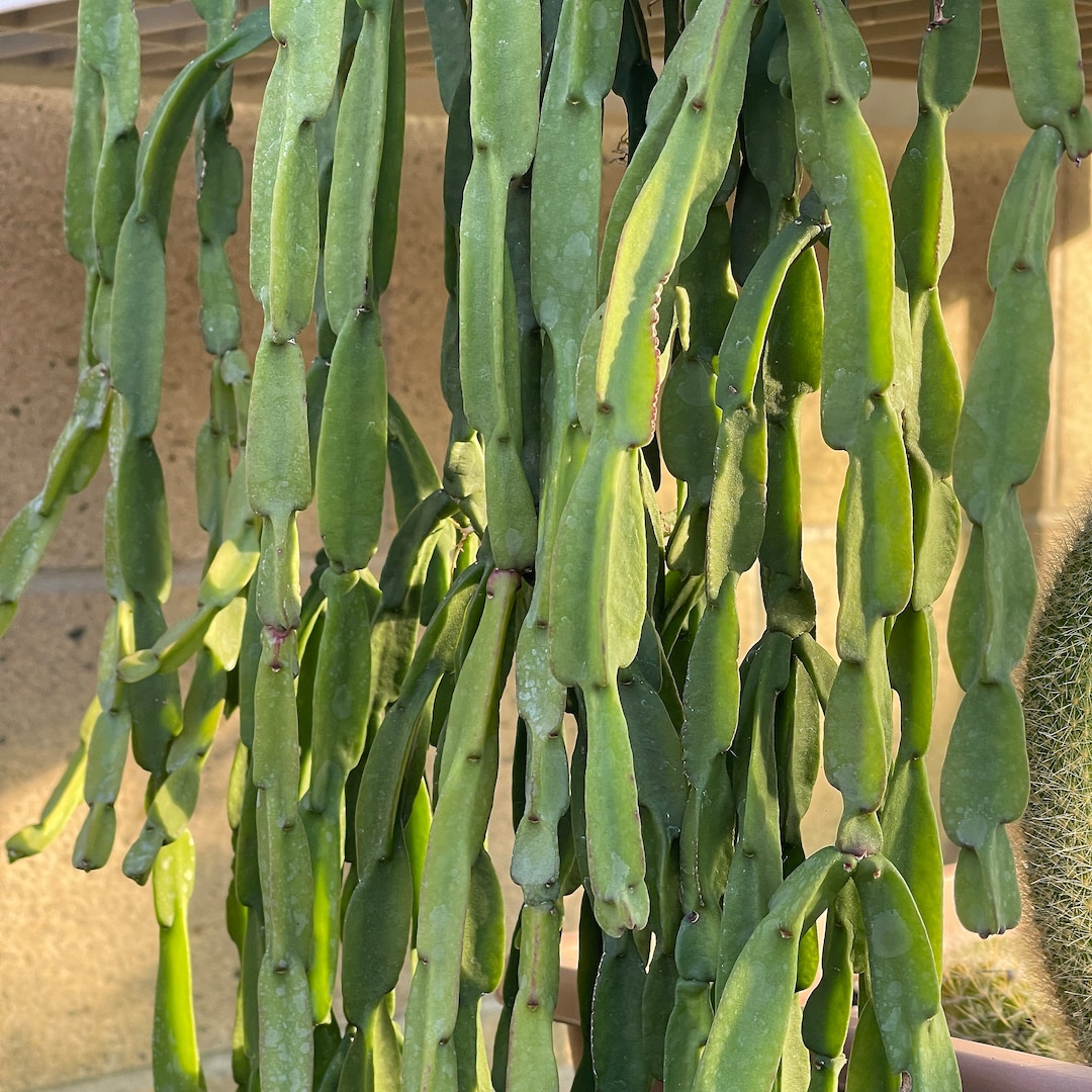 Rhipsalis Paradoxa Chain Cactus Unrooted Succulent Plant Cuttings - Etsy