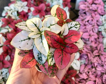 Polka Dot Splash Plant - Etsy