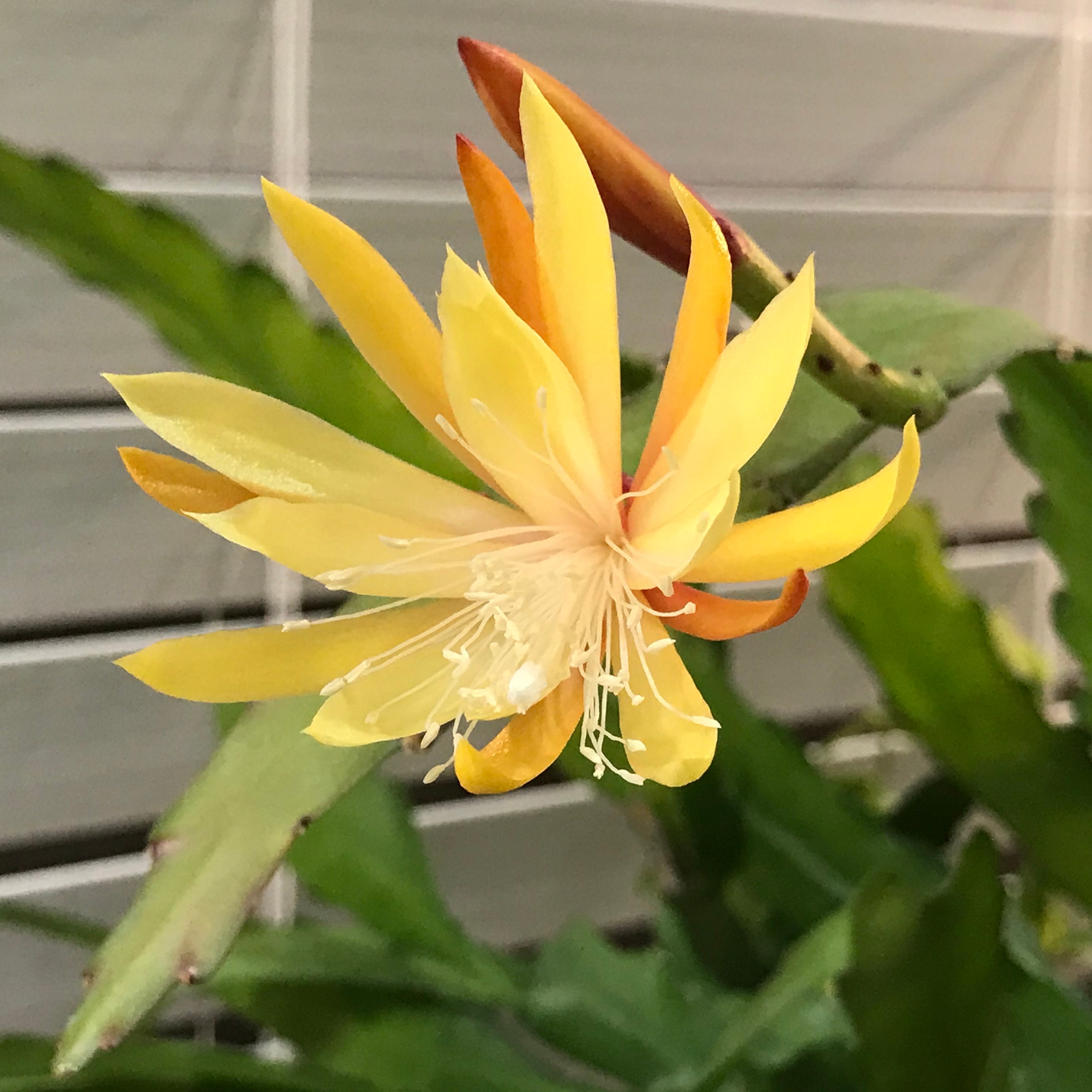 Disocactus Macranthus Golden Orchid Cactus Unrooted Succulent Plant ...