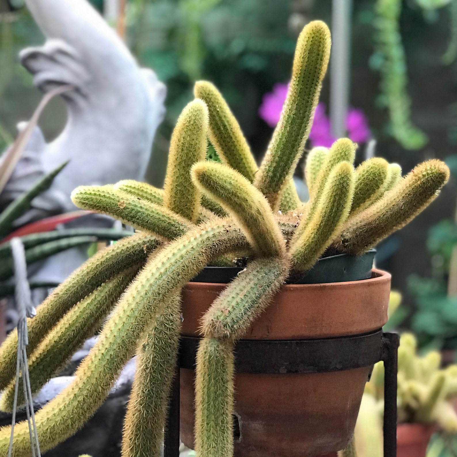 Cleistocactus Tarantula Cactus Cleistocactus Winteri Golden - Etsy