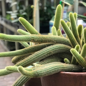 Cleistocactus Tarantula Cactus Cleistocactus Winteri, Golden Rat Tail ...