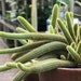 Cleistocactus Tarantula Cactus Cleistocactus Winteri, Golden Rat Tail ...