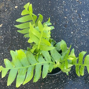 Selenicereus Chrysocardium Fern Leaf Sharktooth Cactus Unrooted Plant ...