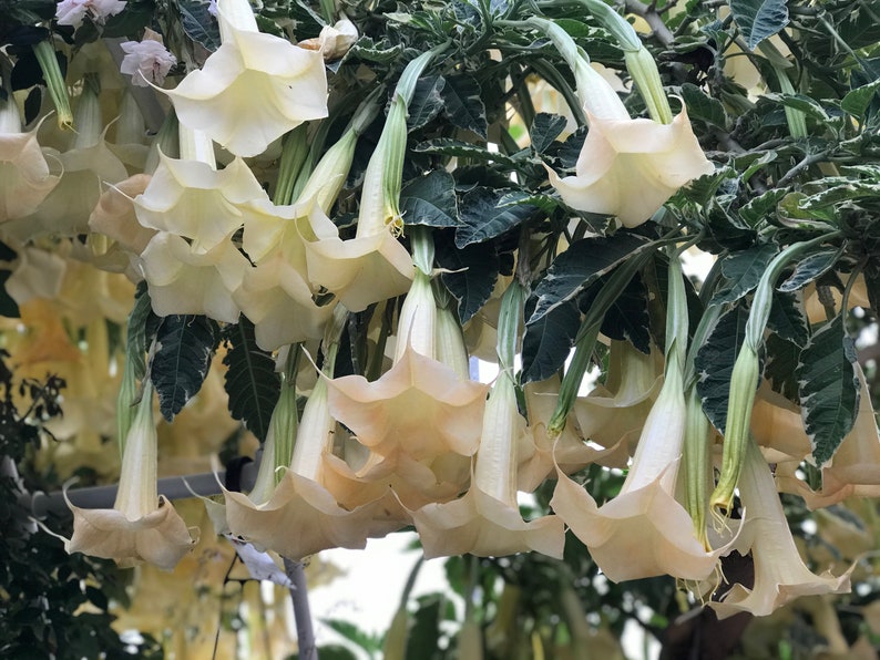 Variegated Brugmansia Angel's Trumpet Unrooted Plant - Etsy