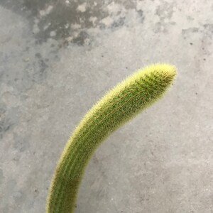 Cleistocactus Tarantula Cactus Cleistocactus Winteri, Golden Rat Tail ...