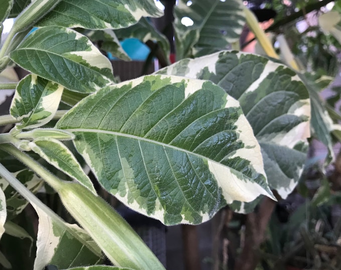 Variegated Brugmansia Angel's Trumpet Unrooted Plant Cuttings - Etsy