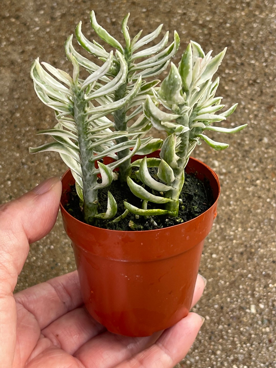 Euphorbia Devils Backbone Variegated Rooted Succulent Plant - Etsy