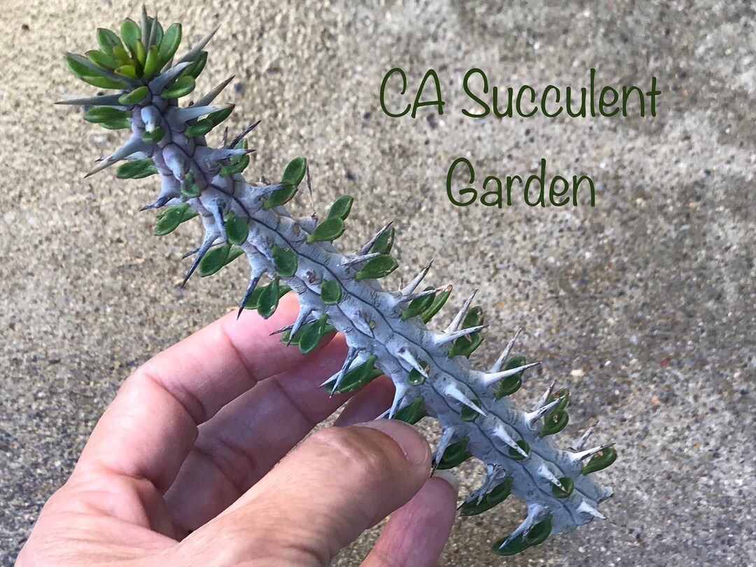 Alluaudia Procera False Ocotillo Succulent Cactus Plant Cuttings - Etsy