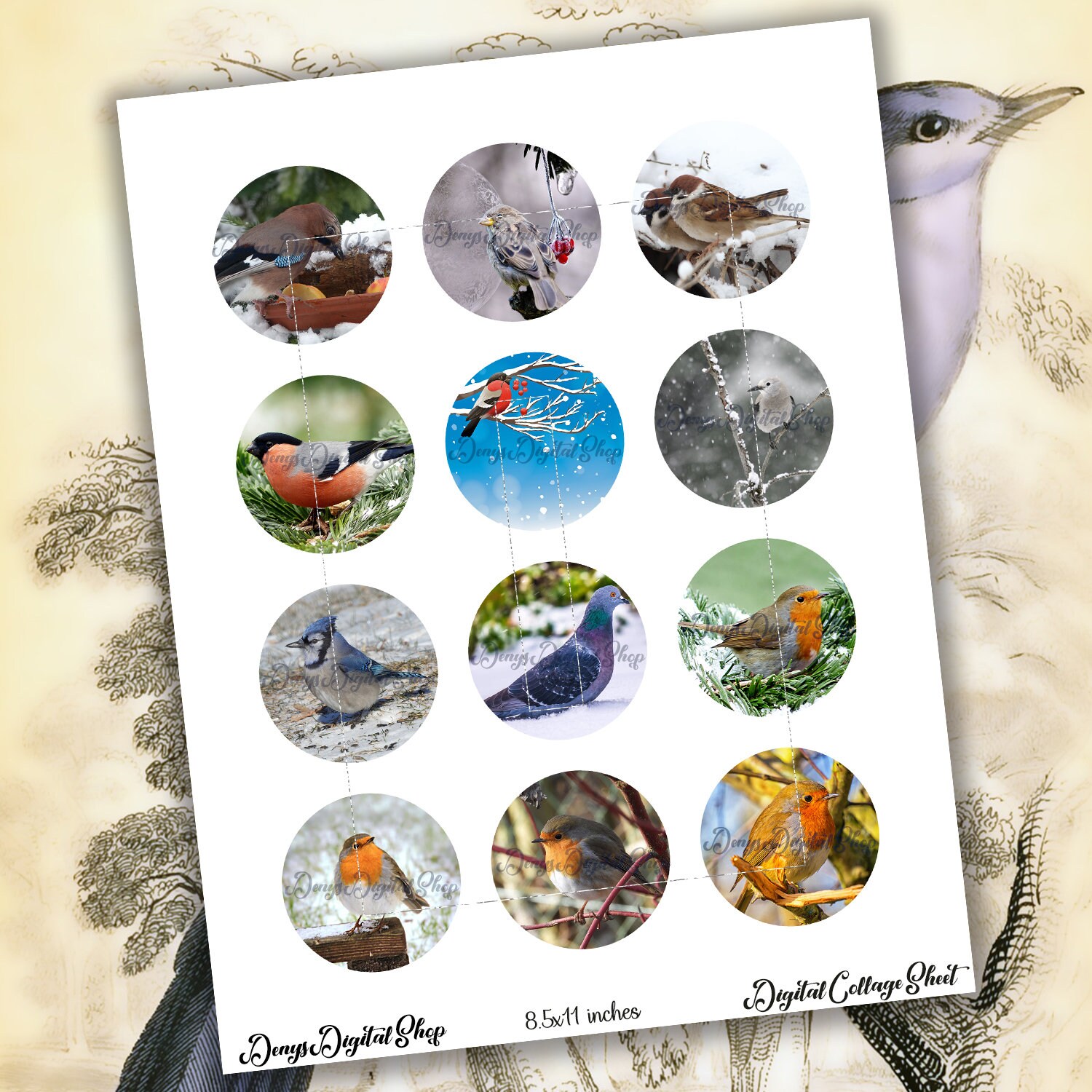 Circle Birds,vintage Birds,collage Sheet,birds Printable,download Image ...