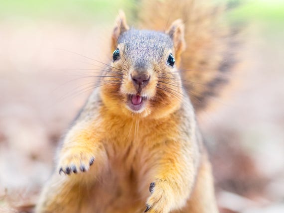 Squirrel Saying Hello Photo | Etsy