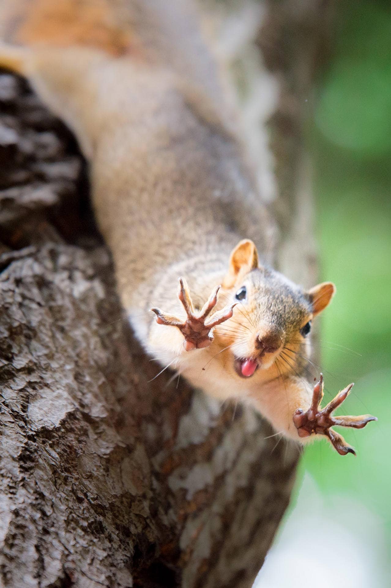 Squirrel Jazz Hands Photo | Etsy