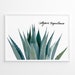 Blue Agave or Agave Tequilana Photo With Calligraphy Sign - Etsy