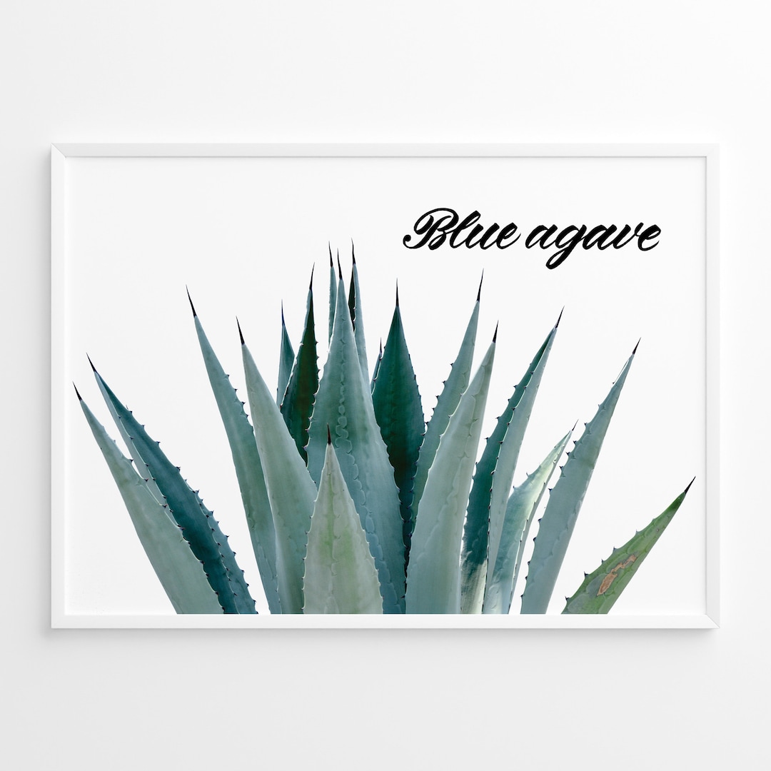Blue Agave or Agave Tequilana Photo With Calligraphy Sign, Poster or ...
