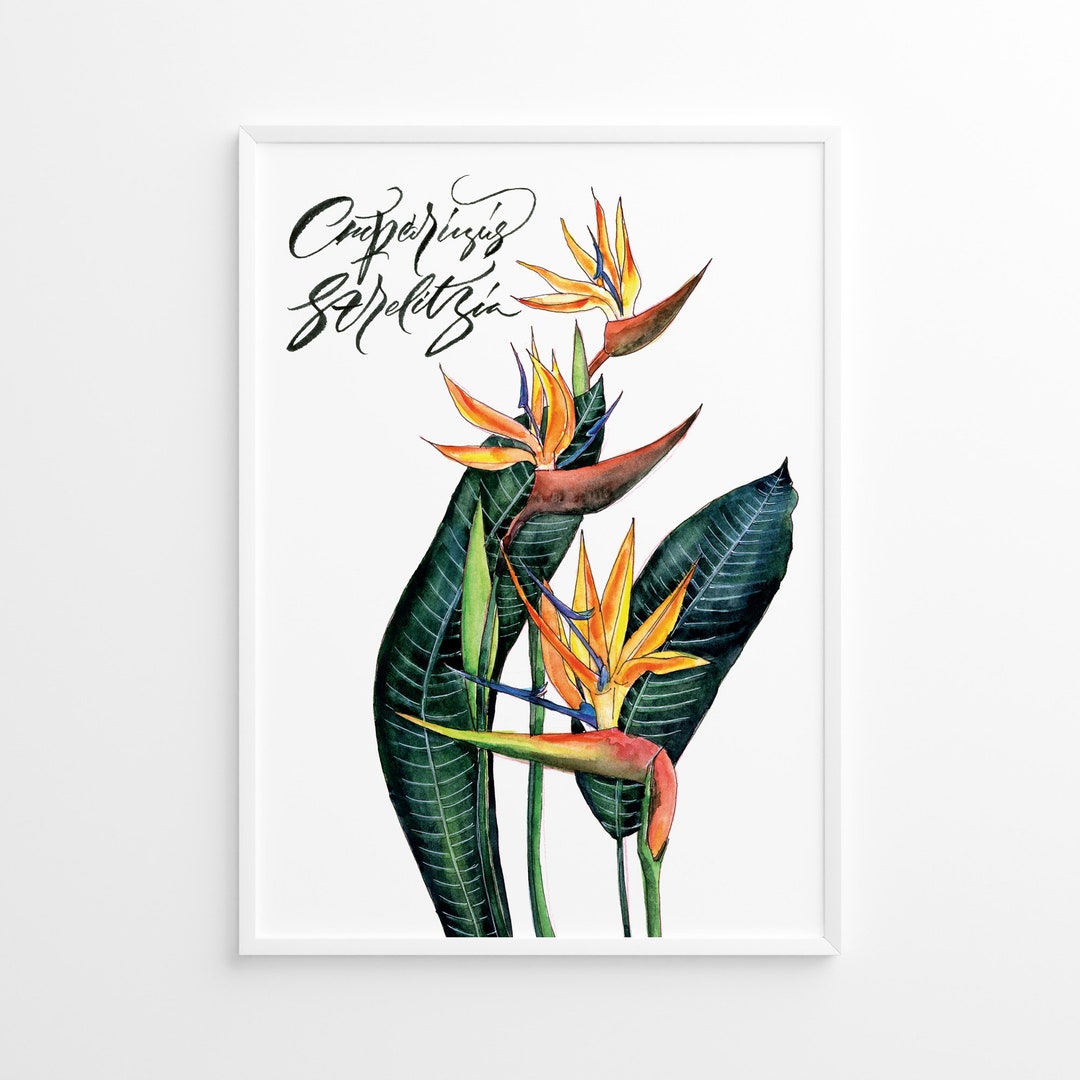 Strelitzia Print, Bird-of-paradise Art. Calligraphy and Watercolour ...