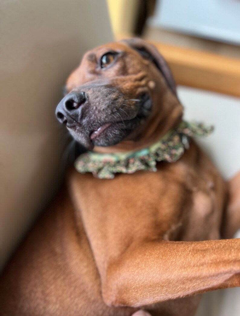 Ruff - Ruffled Pet Collar Digital Pattern - Etsy