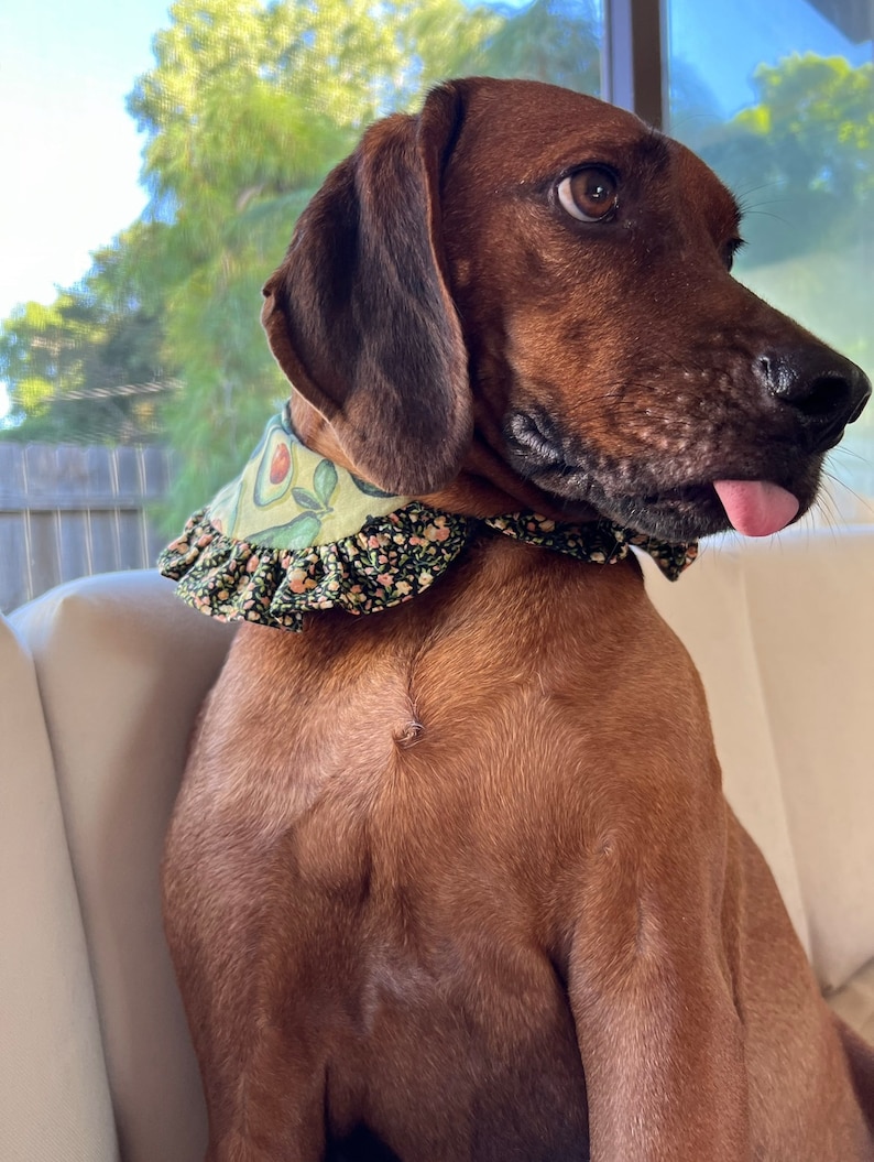 Ruff - Ruffled Pet Collar Digital Pattern - Etsy
