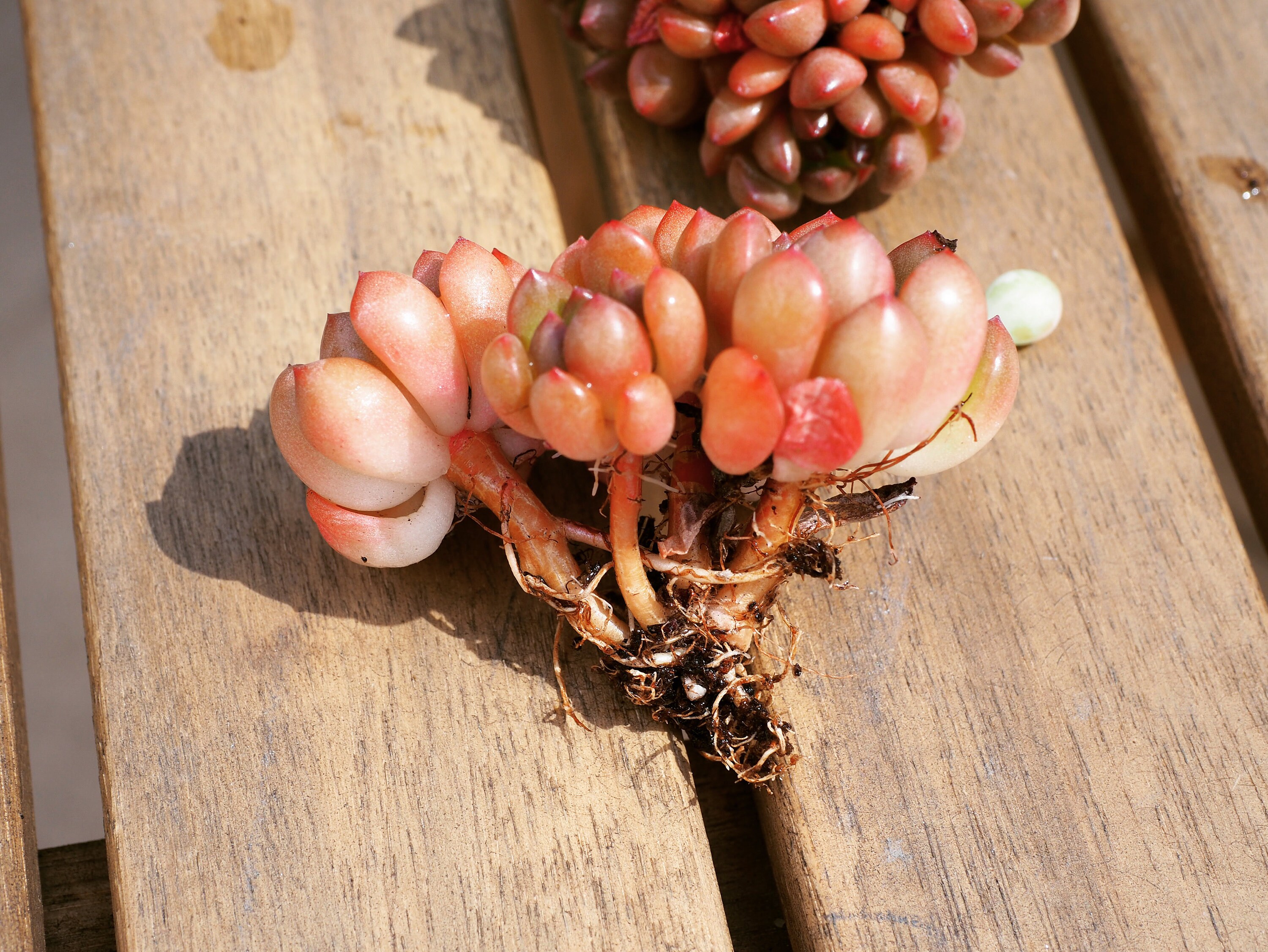 Real Plants Sedeveria Pink Ruby Clusters - Etsy