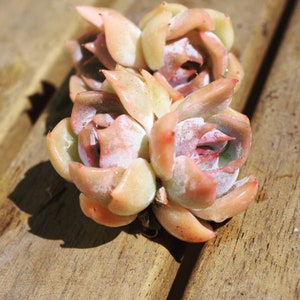 Rare Plants, Echeveria Pikachu Two Heads - Etsy