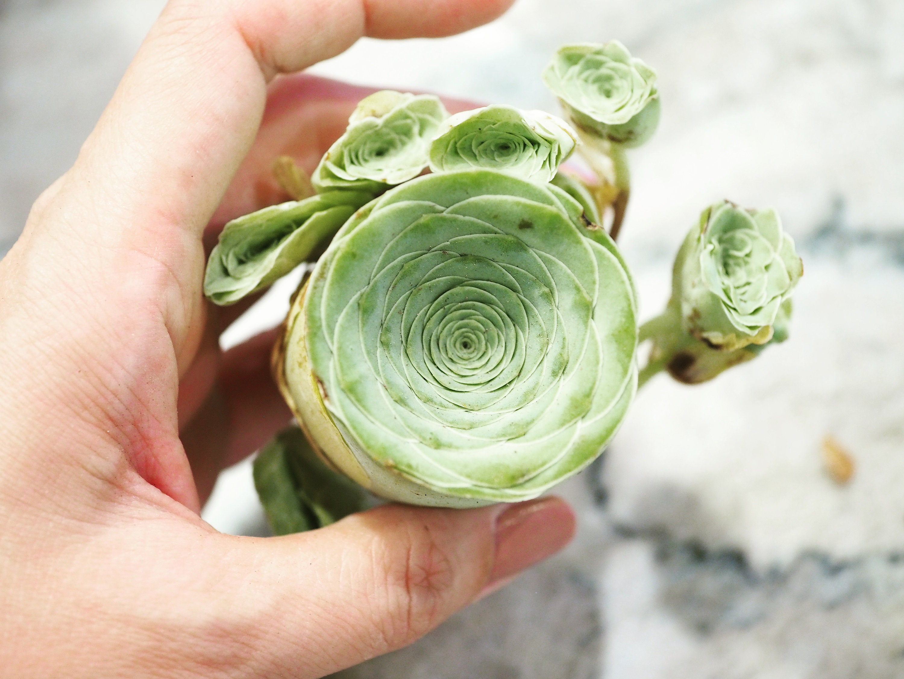 Real Plants Greenovia Monalisa Mountain Roses - Etsy