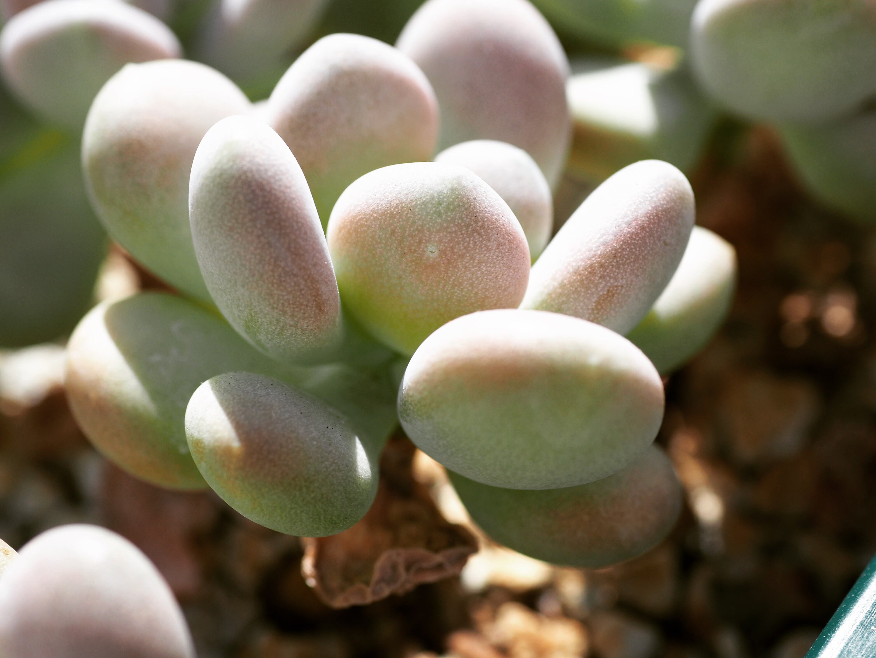 Real Plants Pachyphytum Oviferum - Etsy