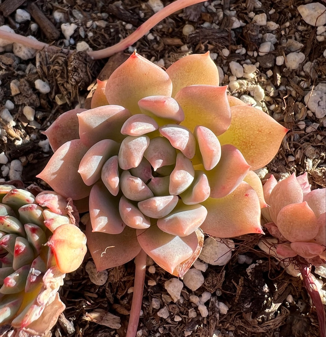 Real Plants, Echeveria Prolifica - Etsy