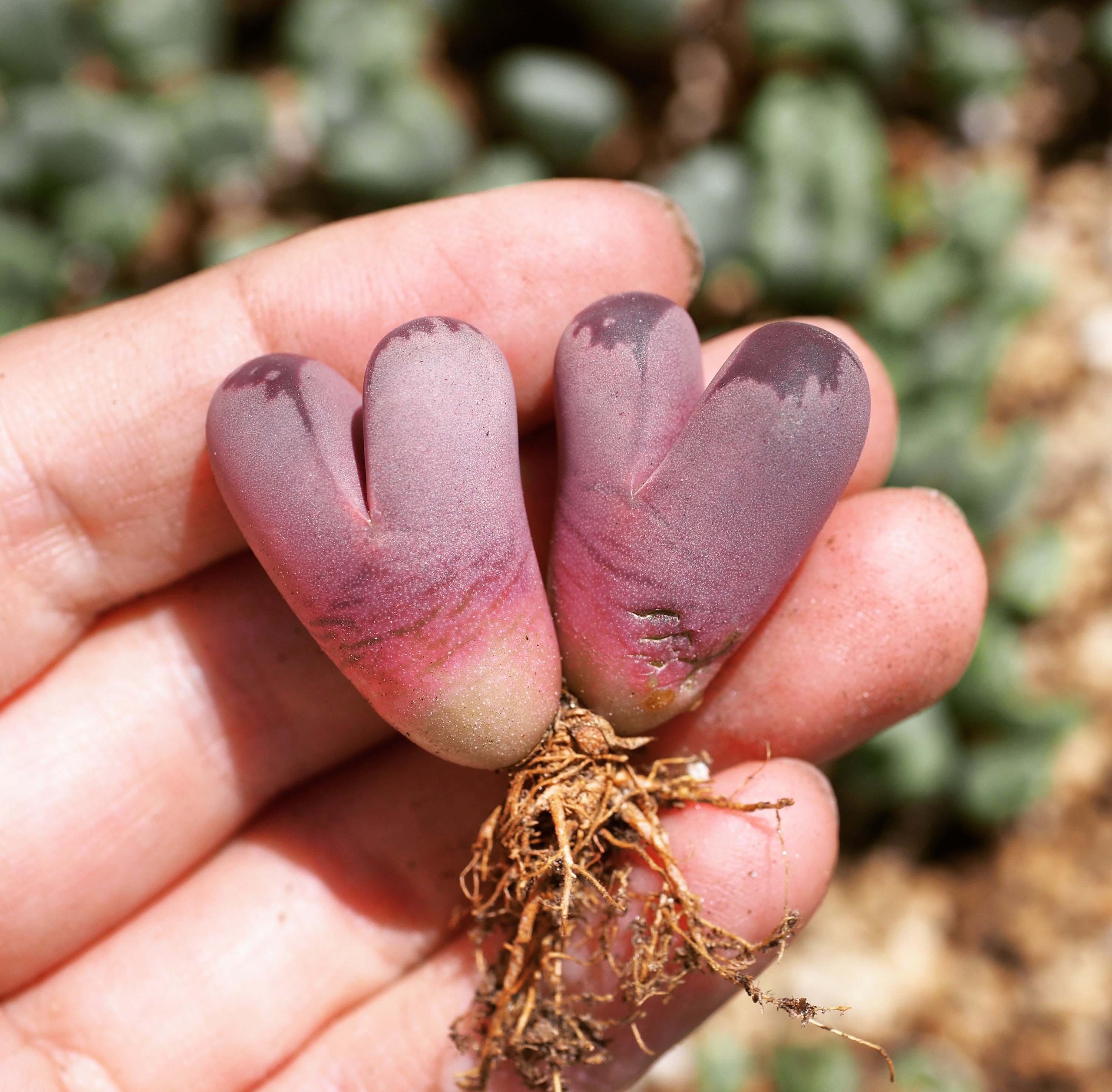 Rare Plants, Lithops Optica Rubra C81A (1 Inch, Two Heads) - Etsy