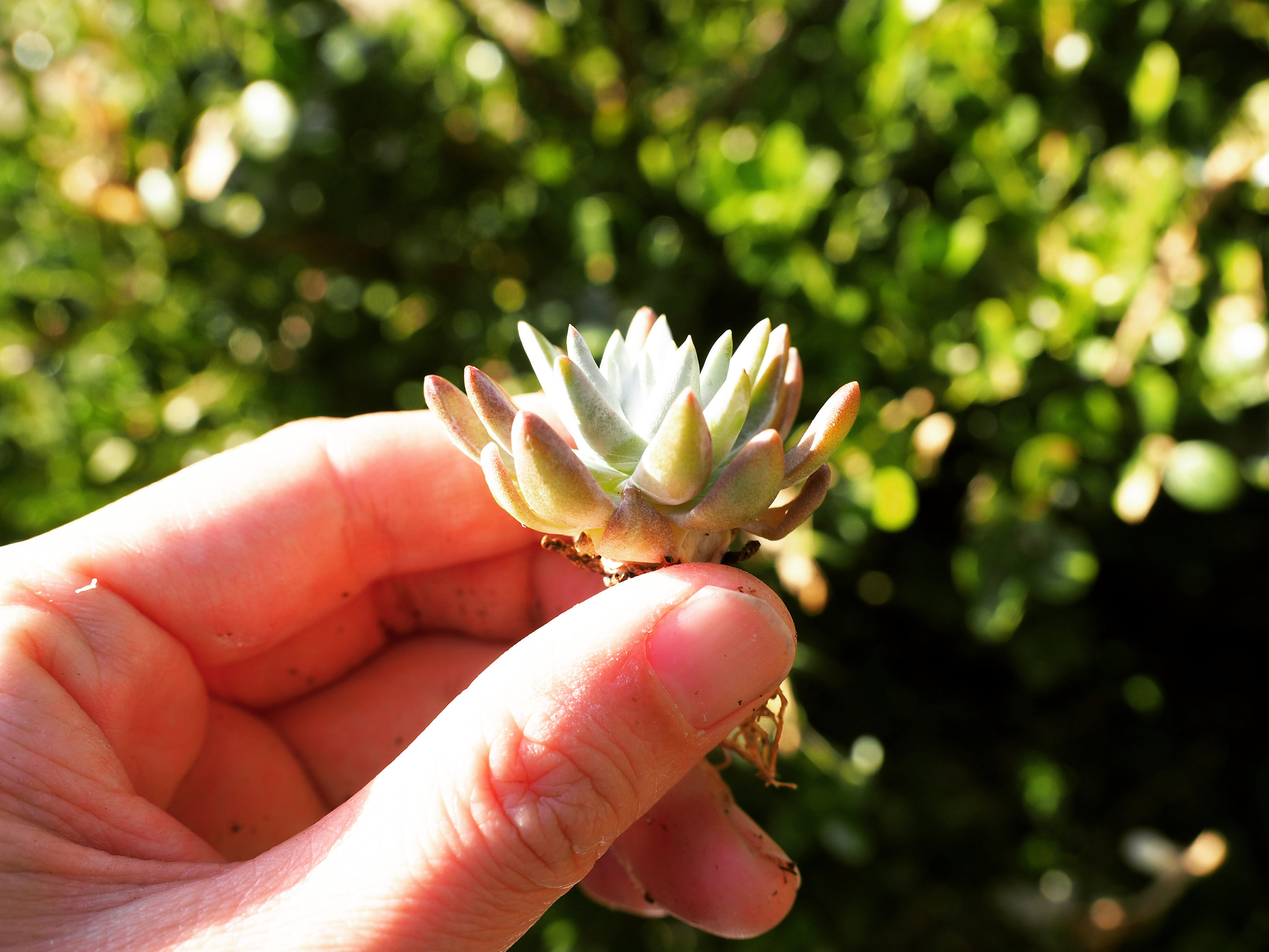 Rare Plants Dudleya Gnoma S.w.mccabe - Etsy