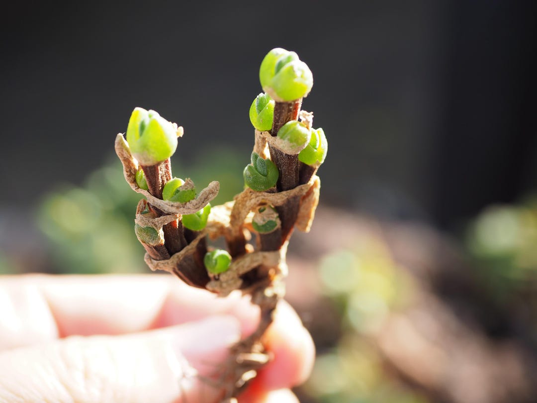 Rare Plants, Dicrocaulon Ramulosum - Etsy