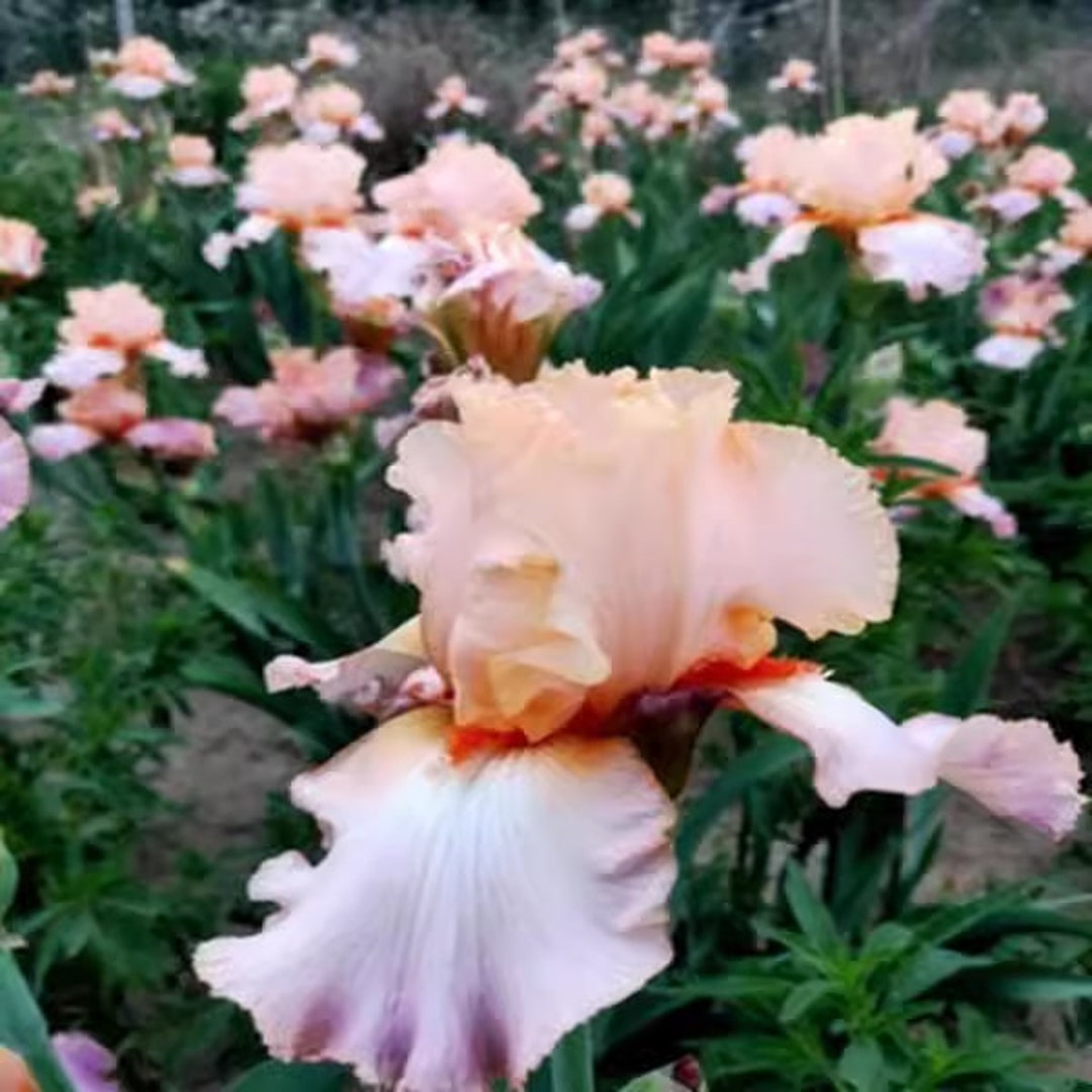 Reblooming Bearded Iris Radiant Maiden - Etsy