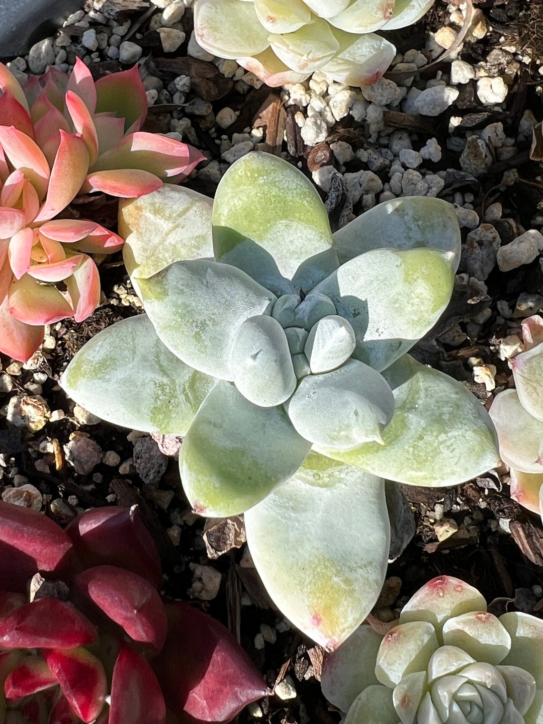 Rare Plants, Dudleya Pachyphytum - Etsy