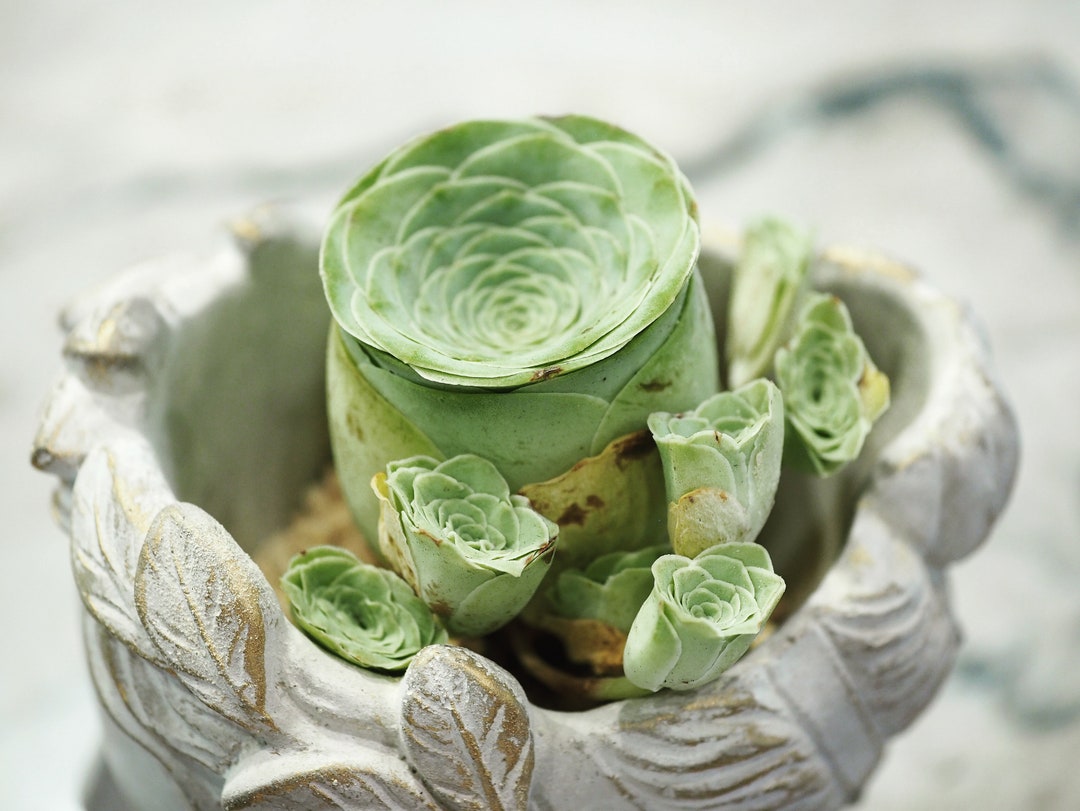 Real Plants, Greenovia Monalisa, Mountain Roses - Etsy