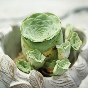 WalawalaPlants - Etsy