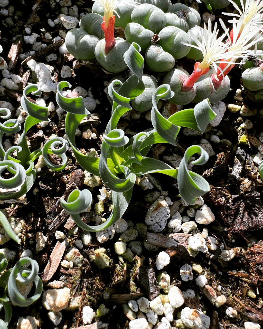 Rare Plants, Ornithogalum Concodianum/albuca Concordiana Baker Bulb ...
