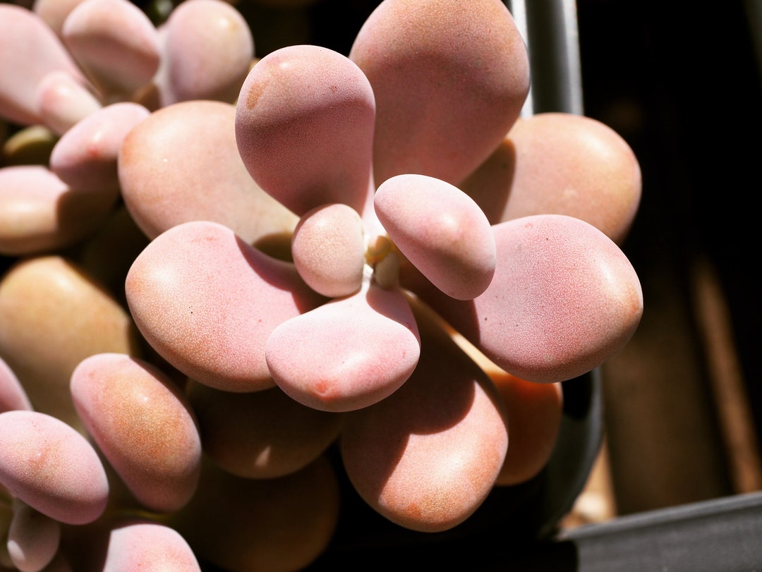 Real Plants, Graptopetalum Amethystinum - Etsy