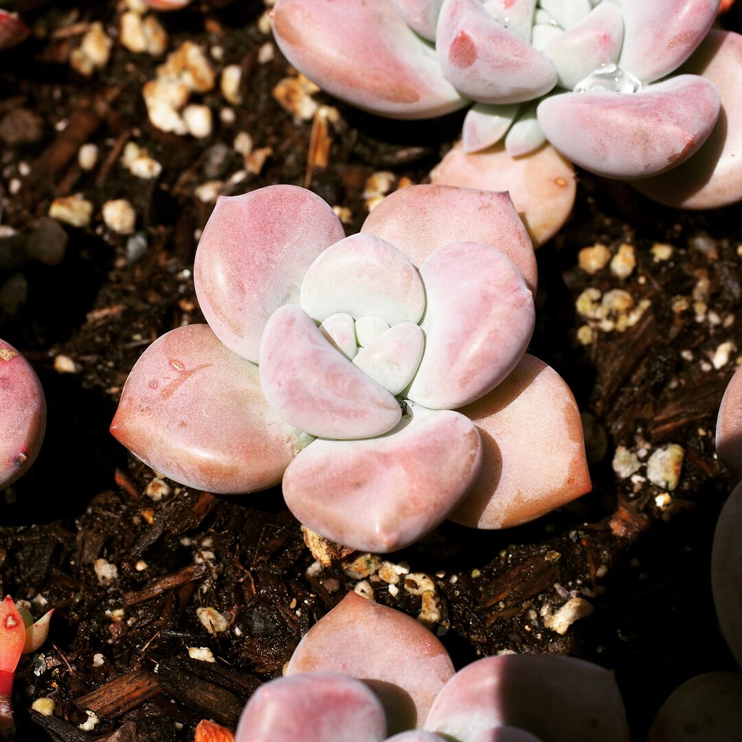 Real Plants, Graptoveria Opalina Sp Round Shape - Etsy