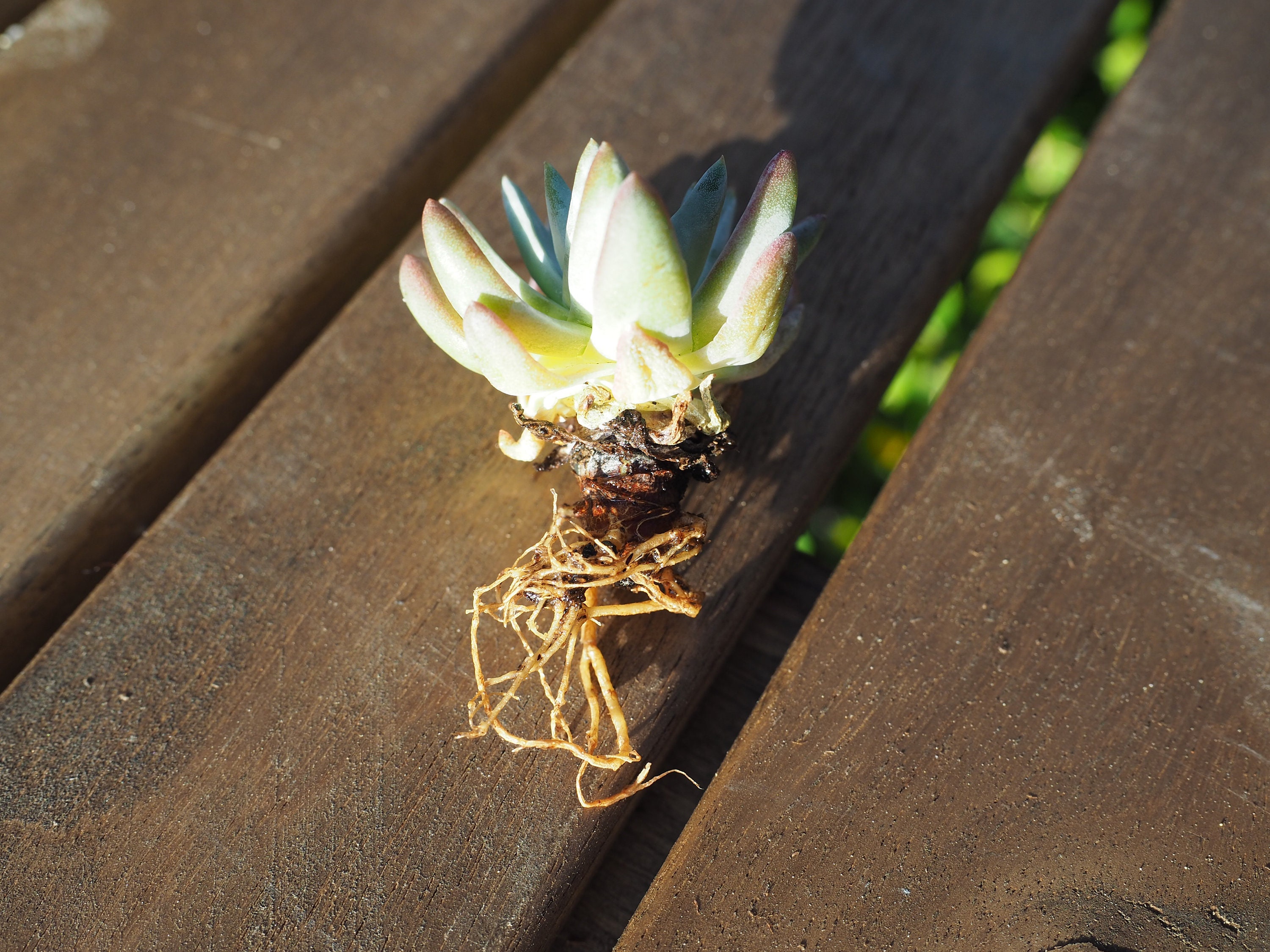 Rare Plants Dudleya Gnoma S.w.mccabe - Etsy