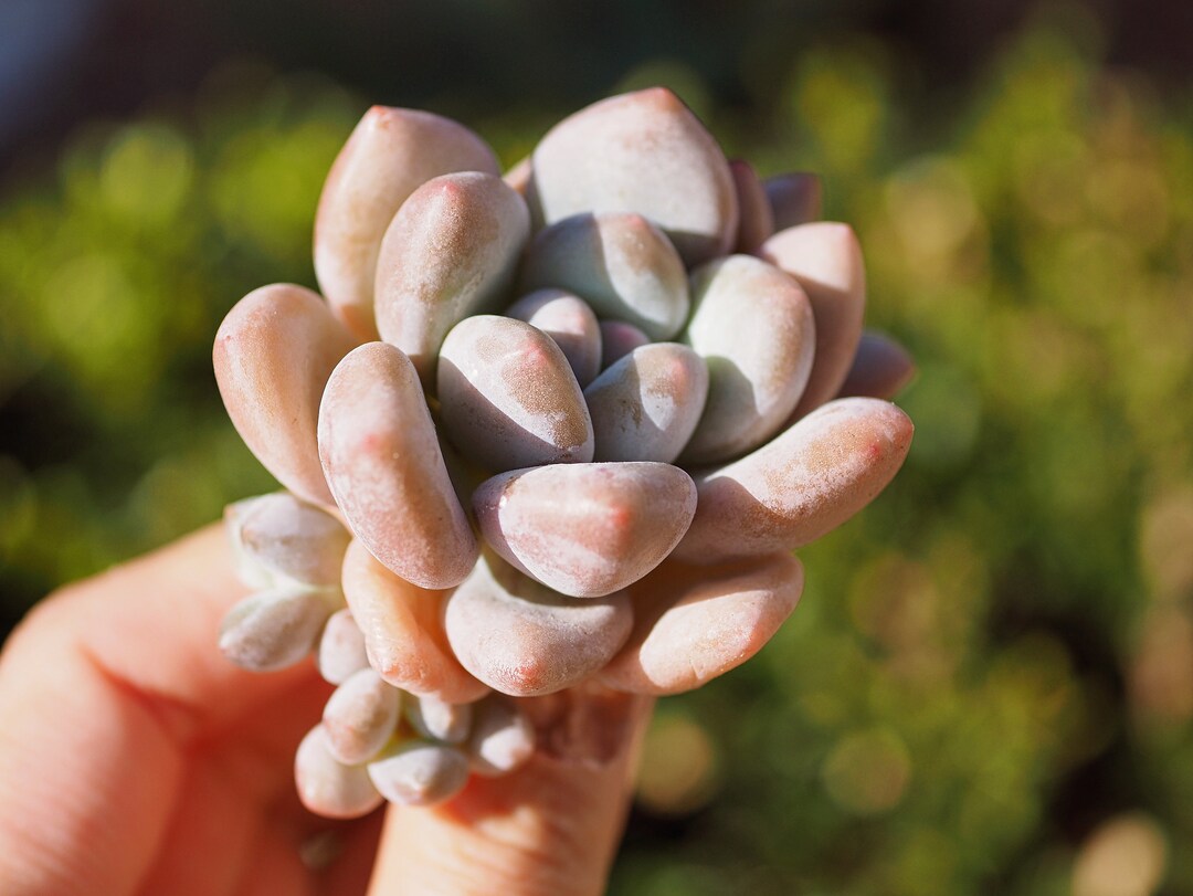 Real Plants, Pachyphtum Cv Frevel - Etsy