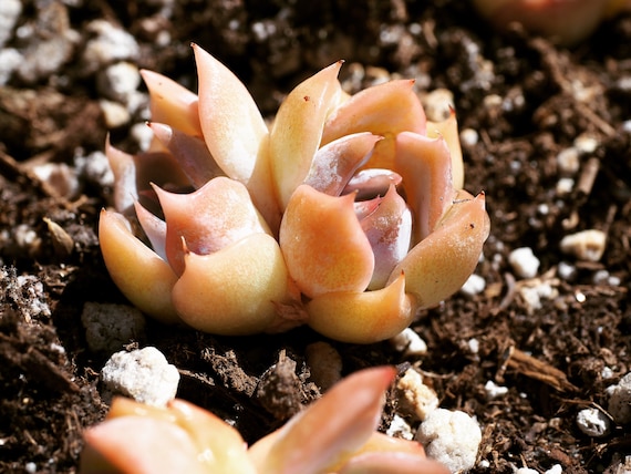 Rare Plants Echeveria Pikachu Two Heads - Etsy