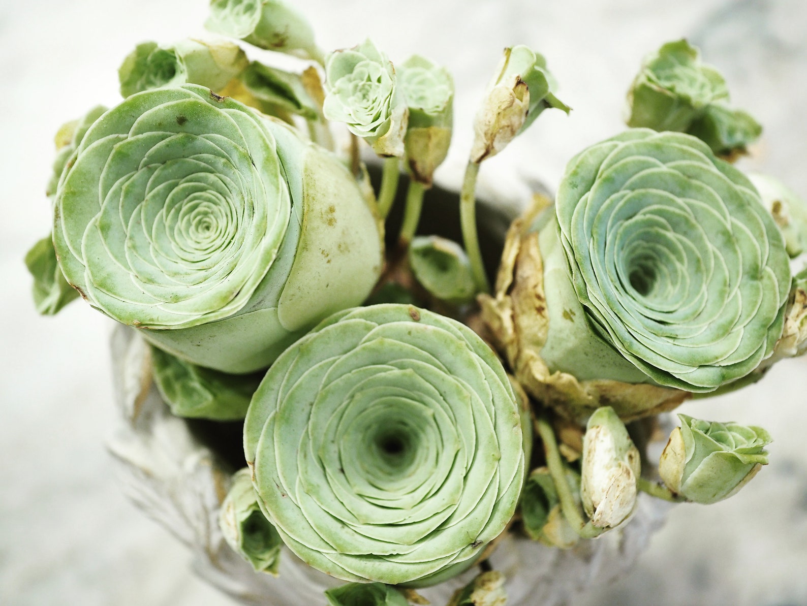 Real Plants Greenovia Monalisa Mountain Roses - Etsy