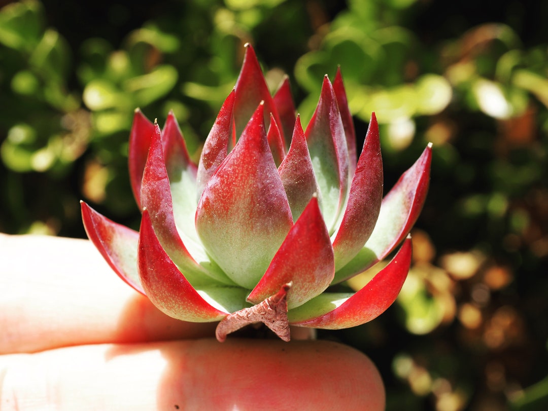 Real Plants, Echeveria Agavoides Casio - Etsy
